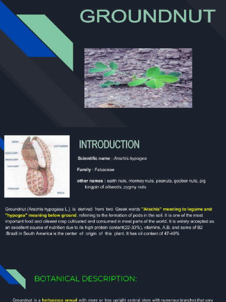 Groundnut Pdf