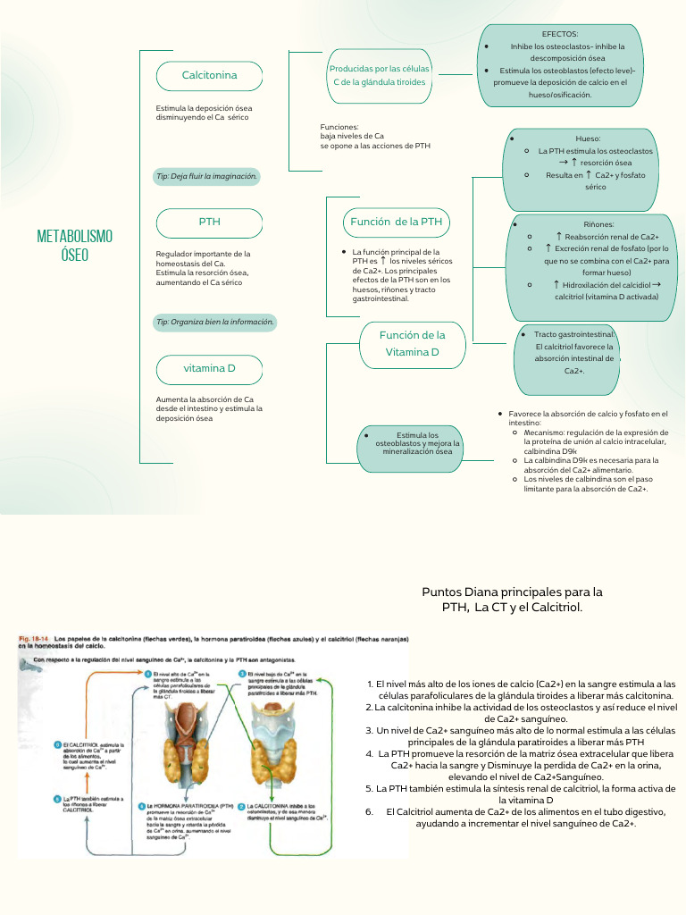 Cuadro Sinóptico Metabolismo Del Calcio Oseo | PDF | Calcio | Hueso