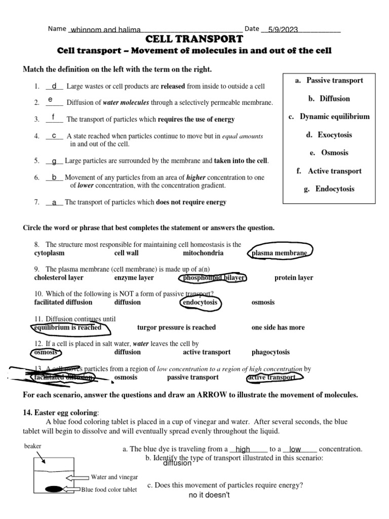 2 - Cell Transport | PDF