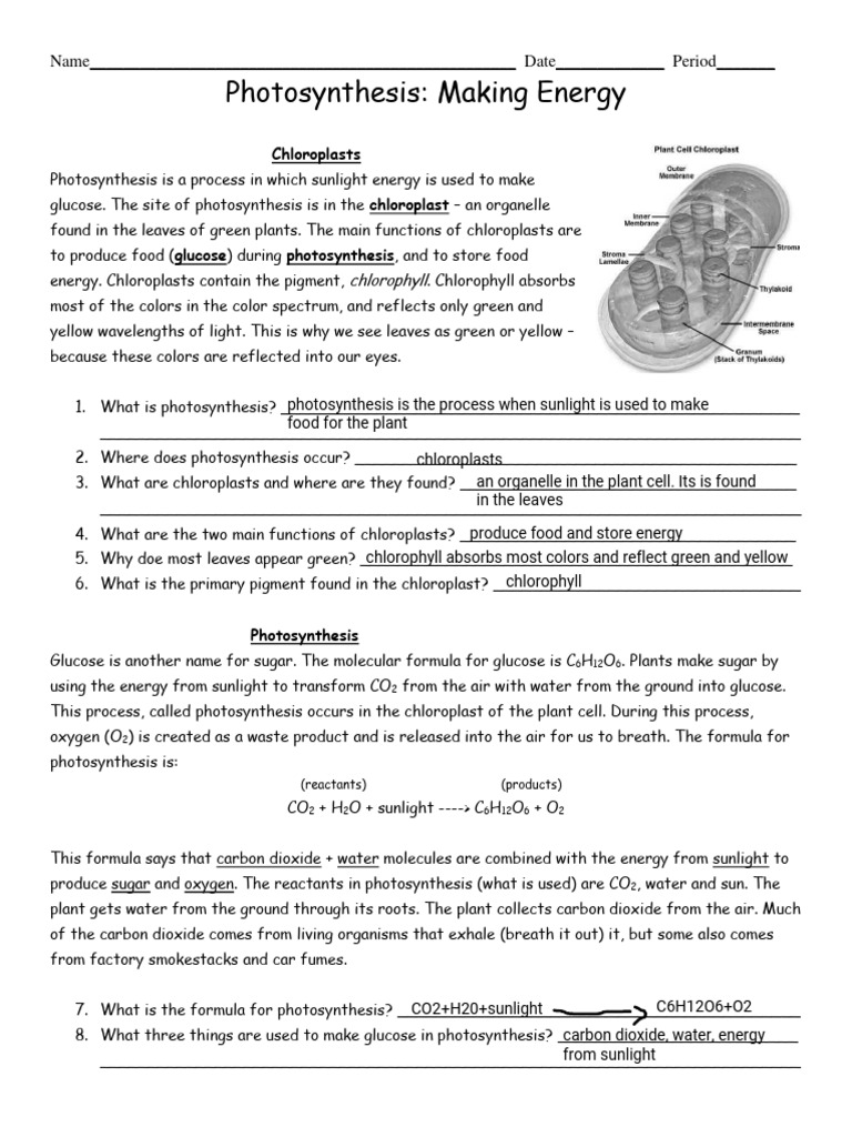 Photosynthesis Worksheet Homework 7th Grade | PDF | Photosynthesis ...