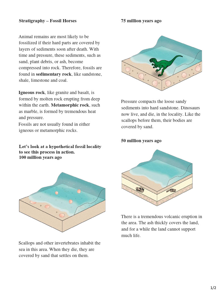 Fossilization Process of Horses Explained | PDF | Rock (Geology ...