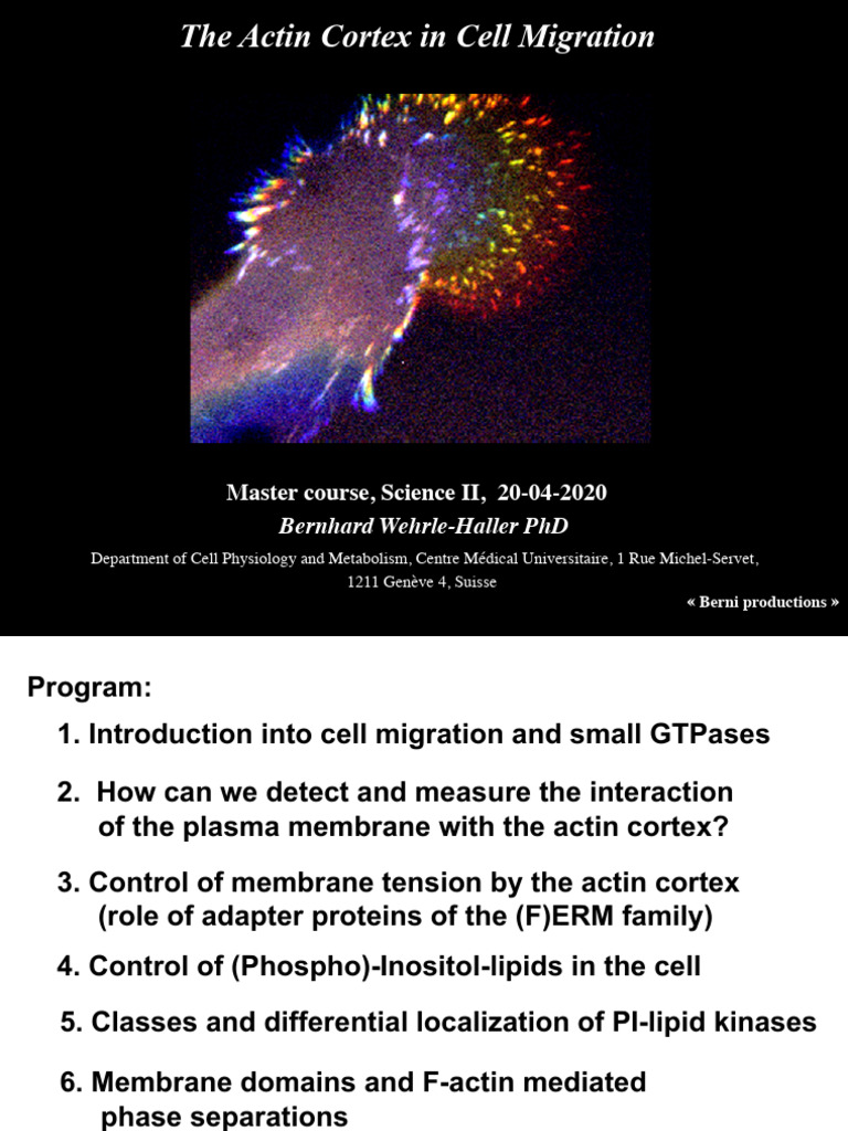 Actin Cortex in Cell Migration-2020 | PDF | Integrin | Cell Migration