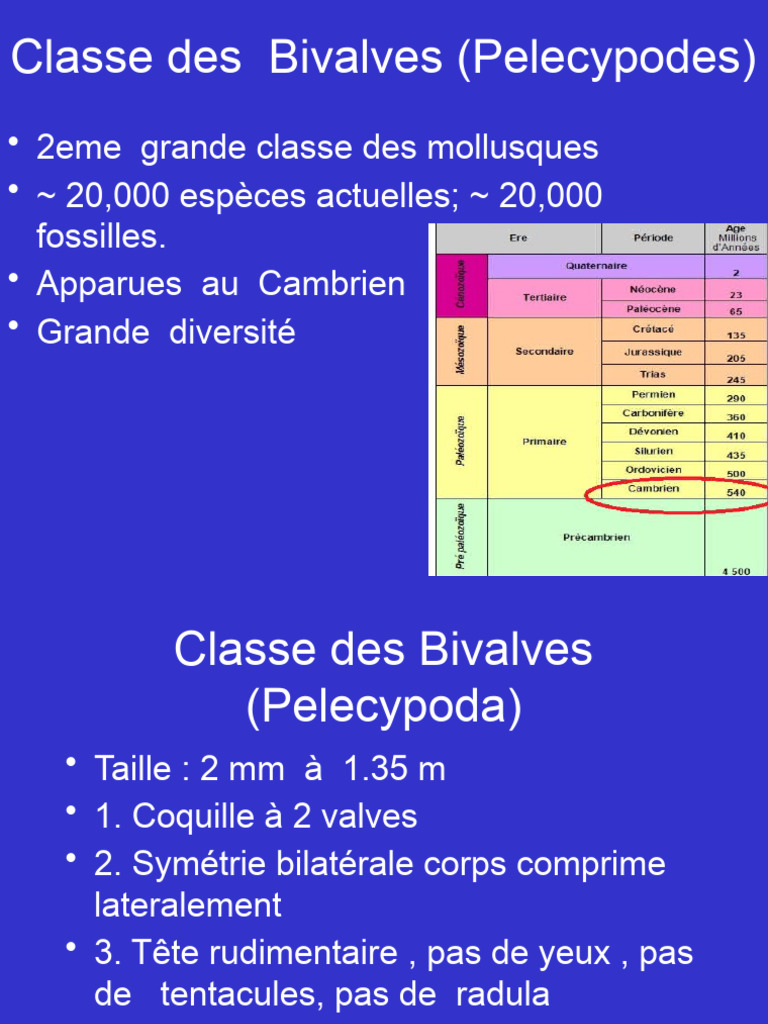Le Cours Des Bivalves 2021 | PDF | Bivalvia | Mollusques