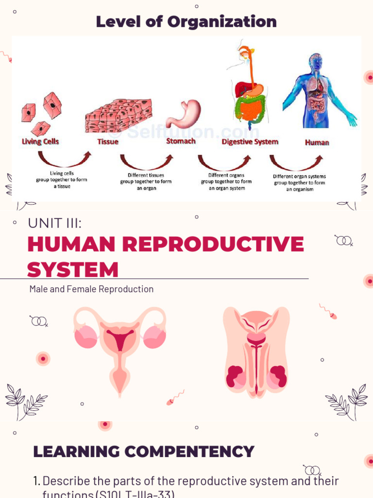 Science 10 Reproductive System | PDF | Reproductive System | Ovary