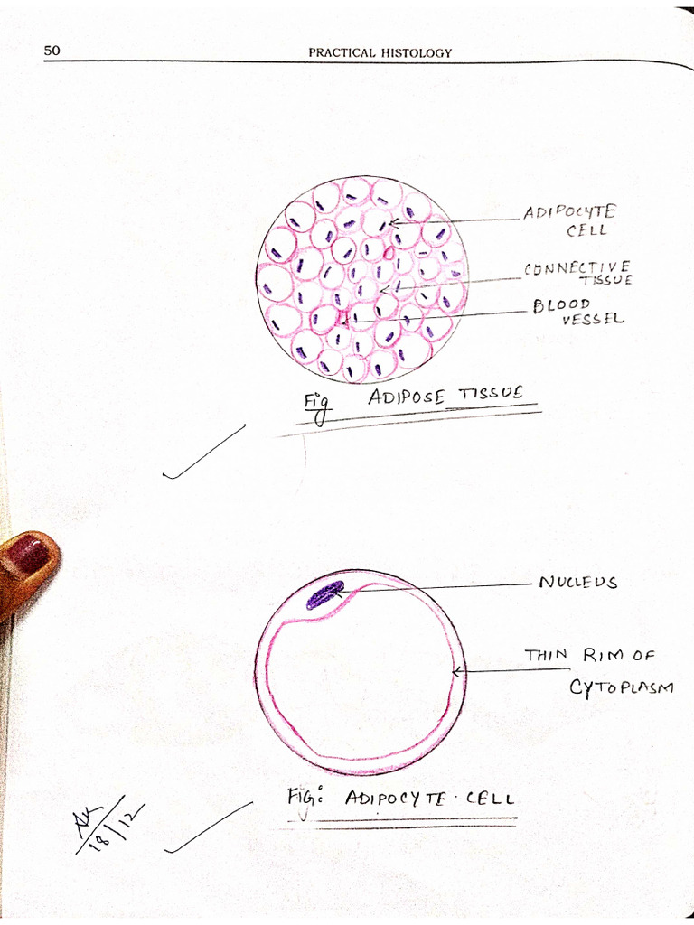 Histology Term 2 | PDF