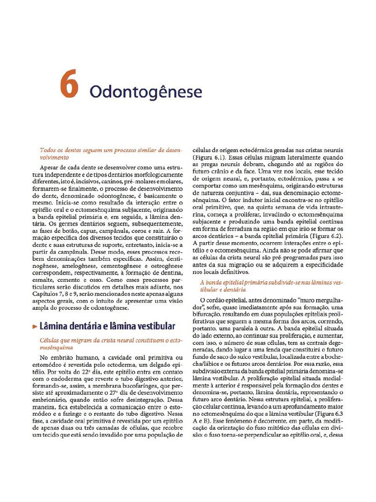 Capítulo Do Livro-Odontogênese | PDF