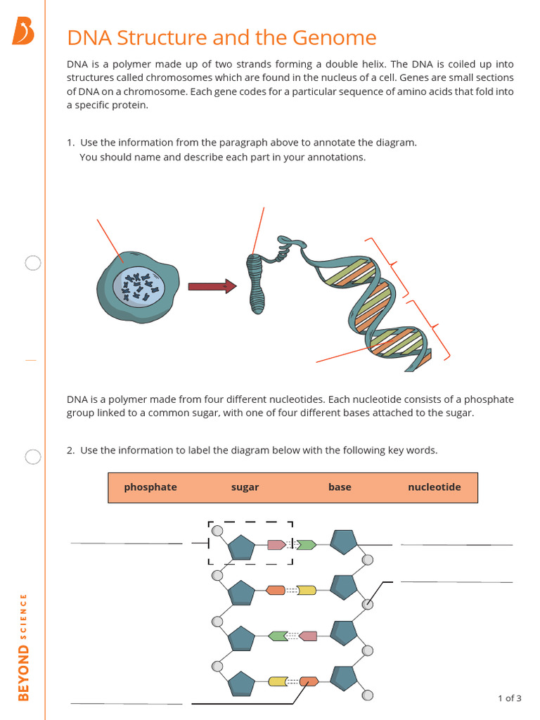 DNA and The Genome Separate | PDF | Dna | Nucleic Acid Sequence