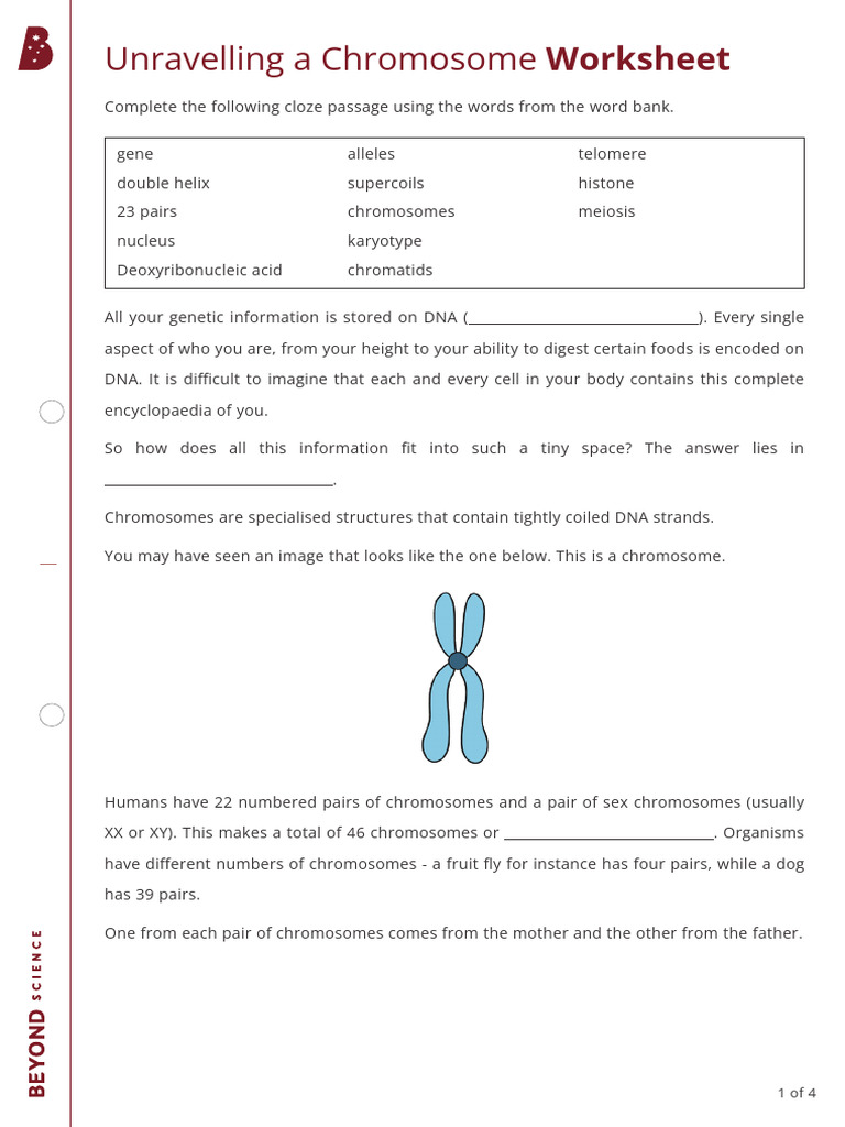 Unravelling A Chromosome Cloze Activity | PDF | Chromosome | Dna