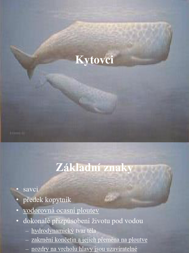 Kytovci | PDF