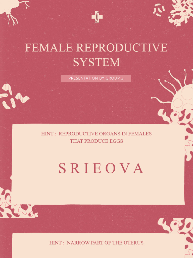 Female Reproductive System | PDF | Menstrual Cycle | Uterus