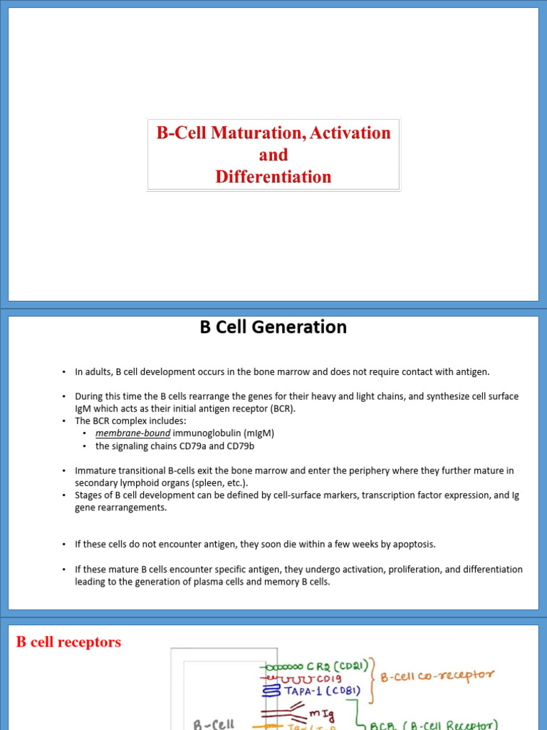 B Cell Development Insights | PDF | B Cell | Antibody