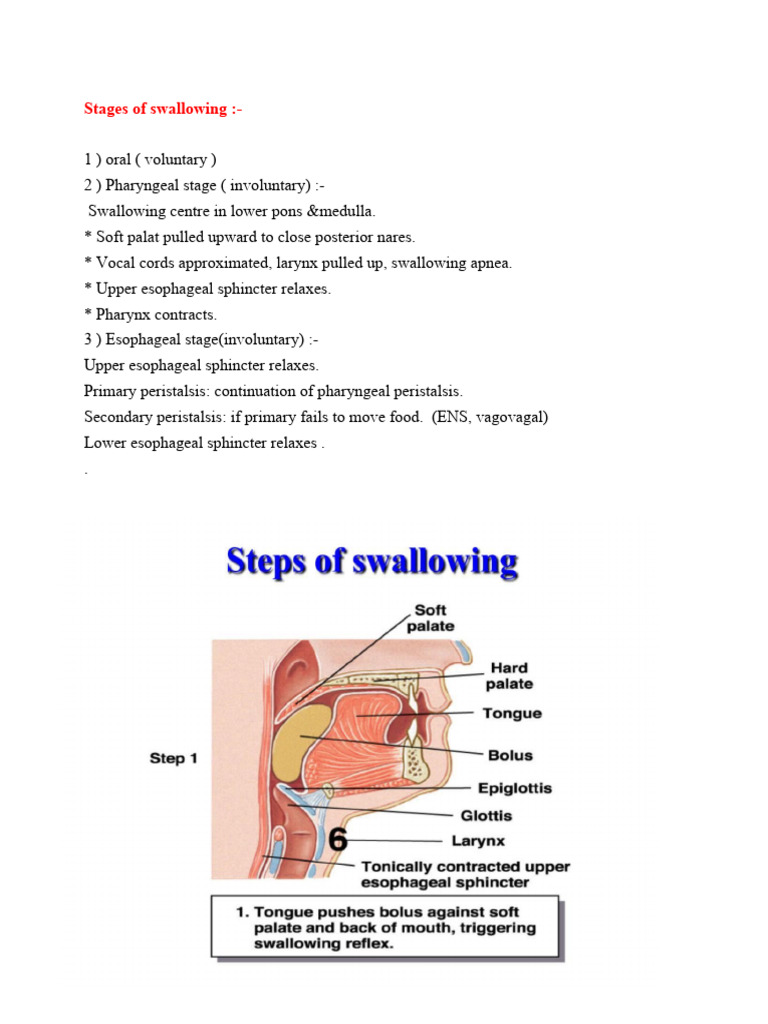 Physio Git (Practial) | PDF | Esophagus | Stomach