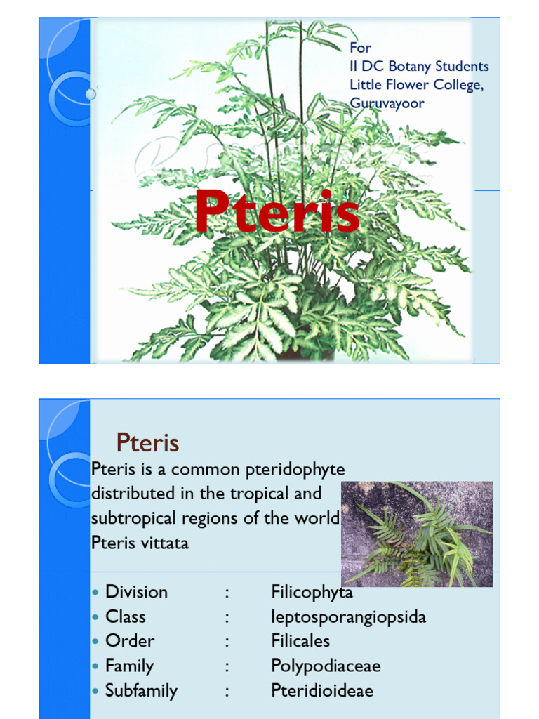 Pteris: Morphology and Life Cycle | PDF | Leaf | Spore