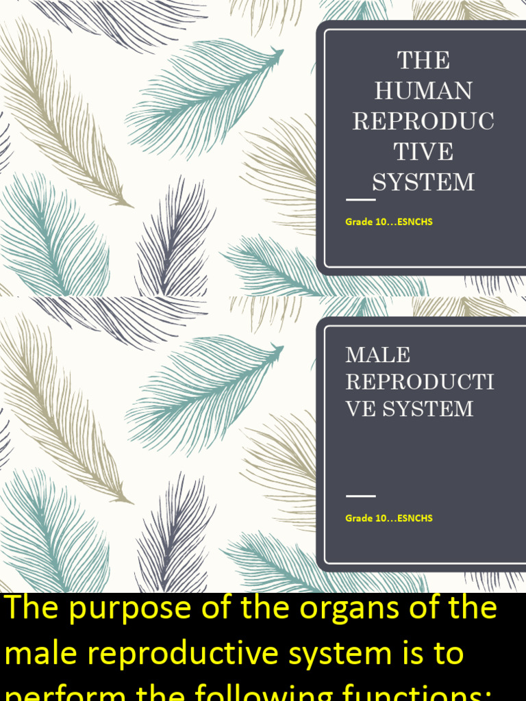 Overview of Male and Female Reproductive Systems | PDF | Menstrual ...