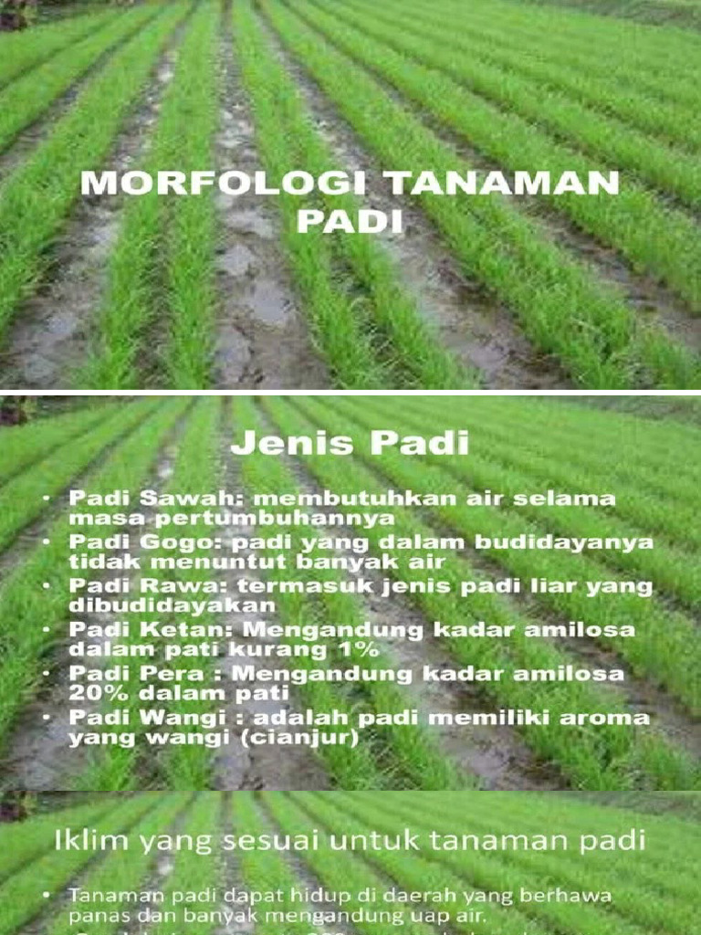 Morfologi Padi | PDF