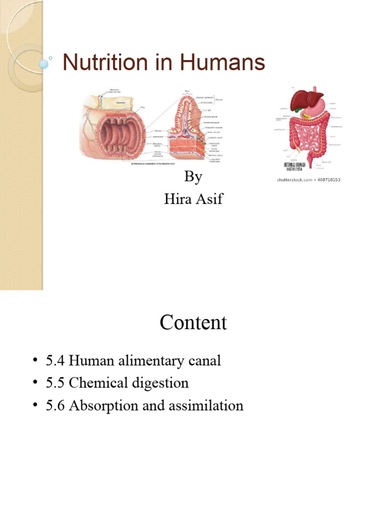 Nutrition Digestion | PDF | Digestion | Stomach