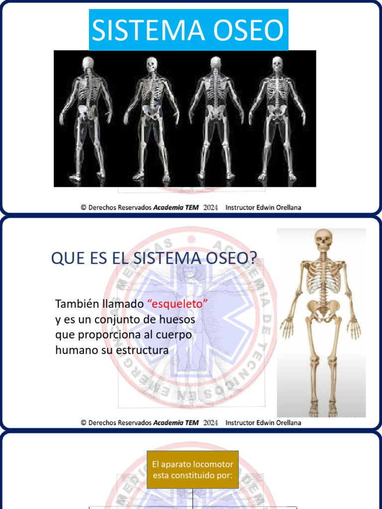 Sistema Oseo | PDF | Esqueleto | Hueso