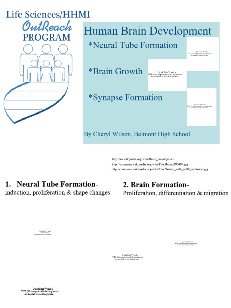 Human Brain Development | PDF