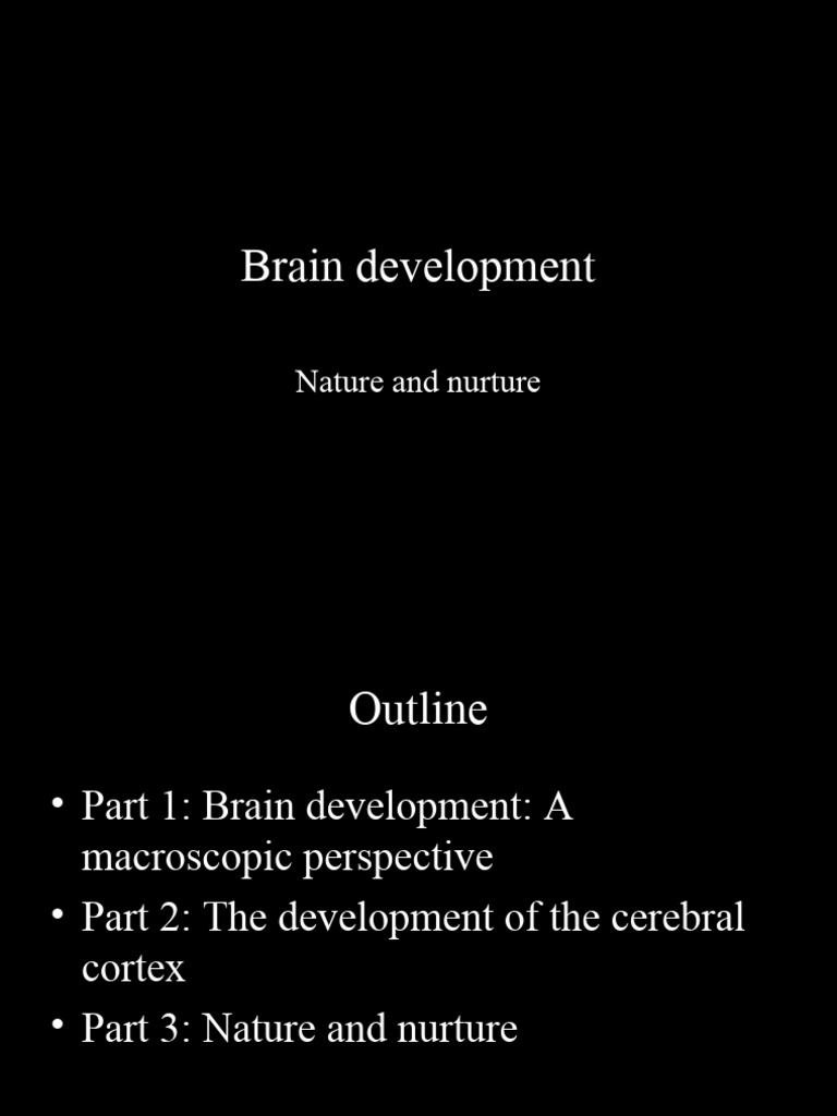 Brain development | PDF | Cerebral Cortex | Cerebrum