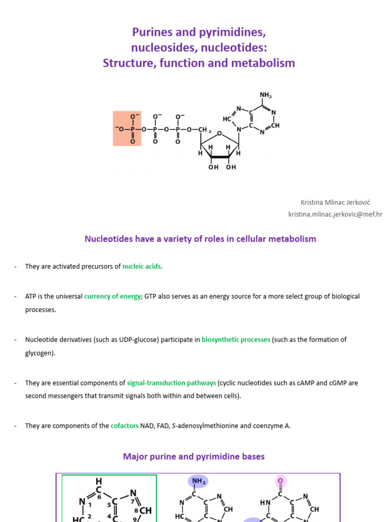 Lecture Purines and Pyrimidines KMJ 1 | PDF | Nucleotides | Biosynthesis