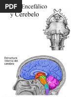Anatomía y Funciones del Puente de Varolio | PDF | Neurociencia | Cerebro