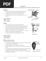 Labeled Female Squid Dissection Guide | PDF | Mollusca | Anatomical ...