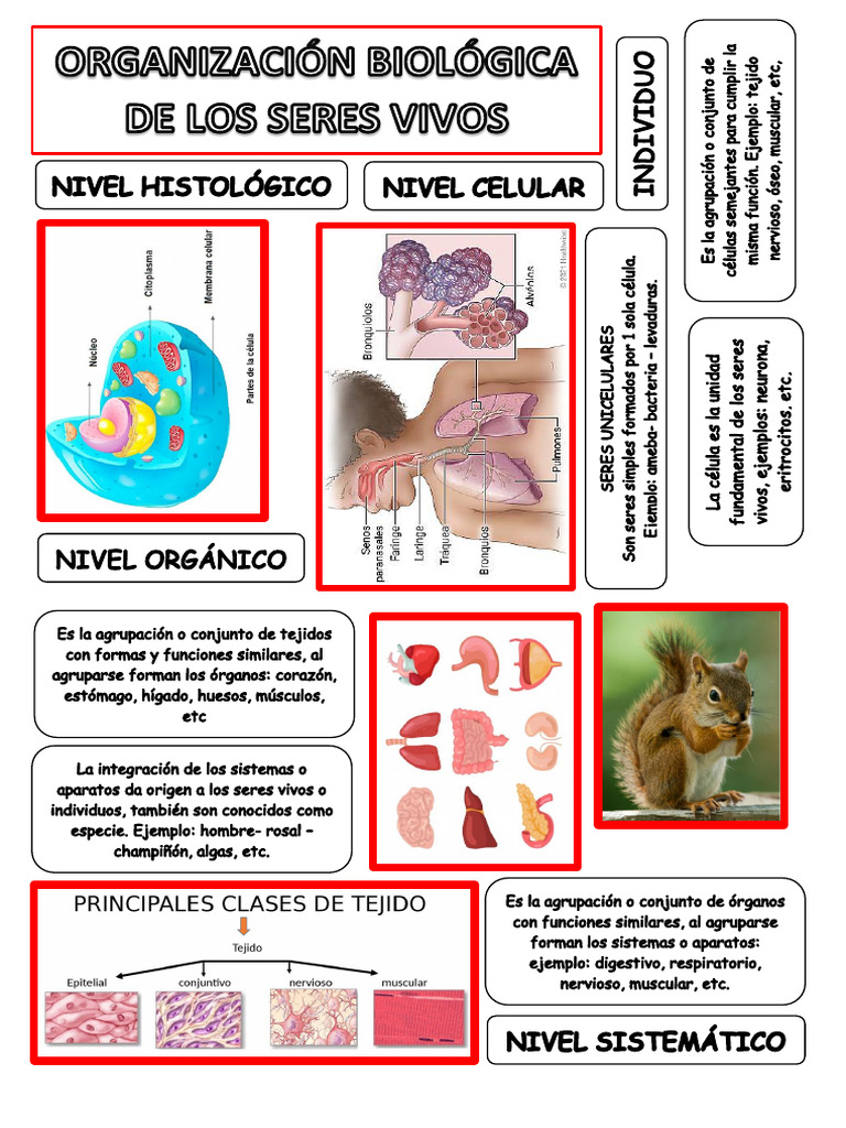 CInf - SEMANA 03 - ORGANIZACIÓN BIOLÓGICA DE LOS SERES VIVOS | PDF