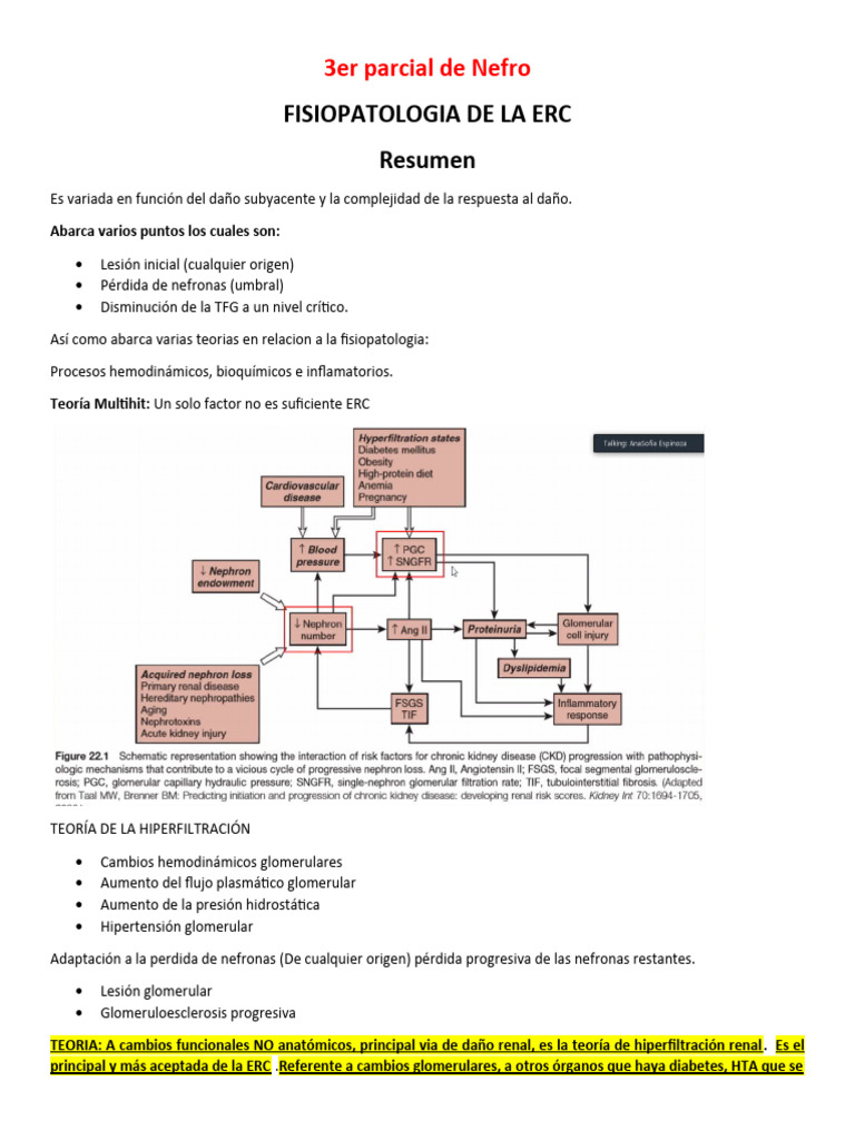 Erc Fisiopatologia | PDF | Hipertensión | Riñón