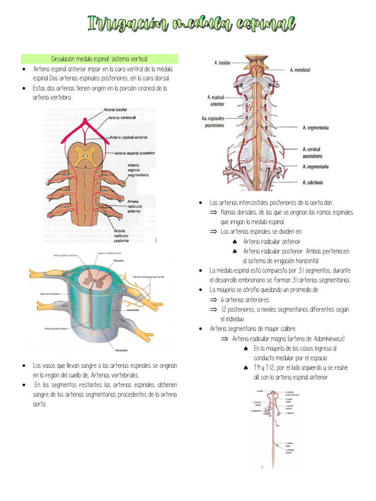 Irrigación de la médula espinal | PDF