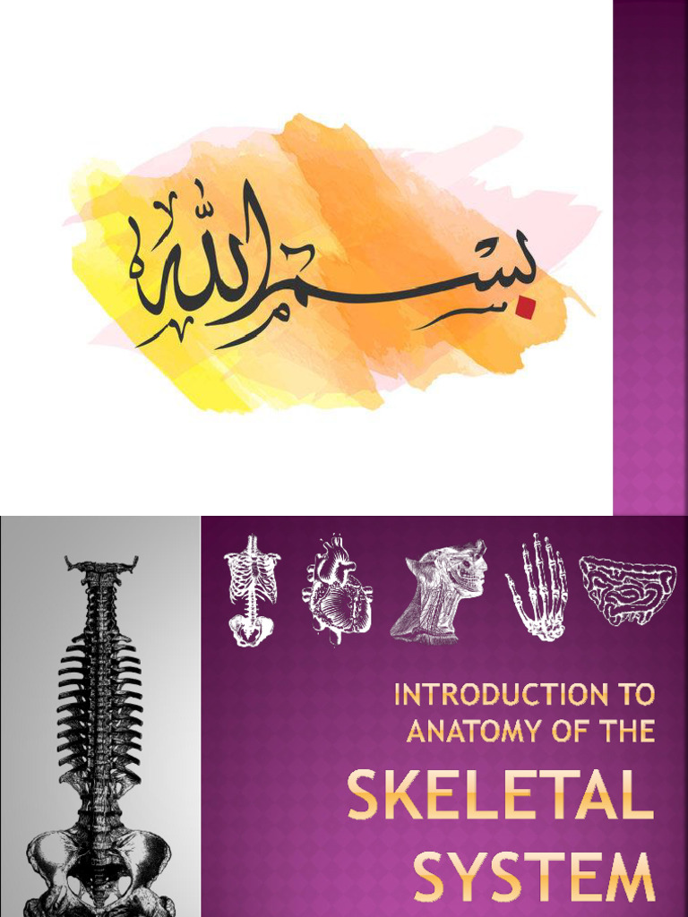 Lecture 3 - Introduction To Anatomy of Skeletal System | PDF Lecture 3 - Introduction To Anatomy of Skeletal System | PDF