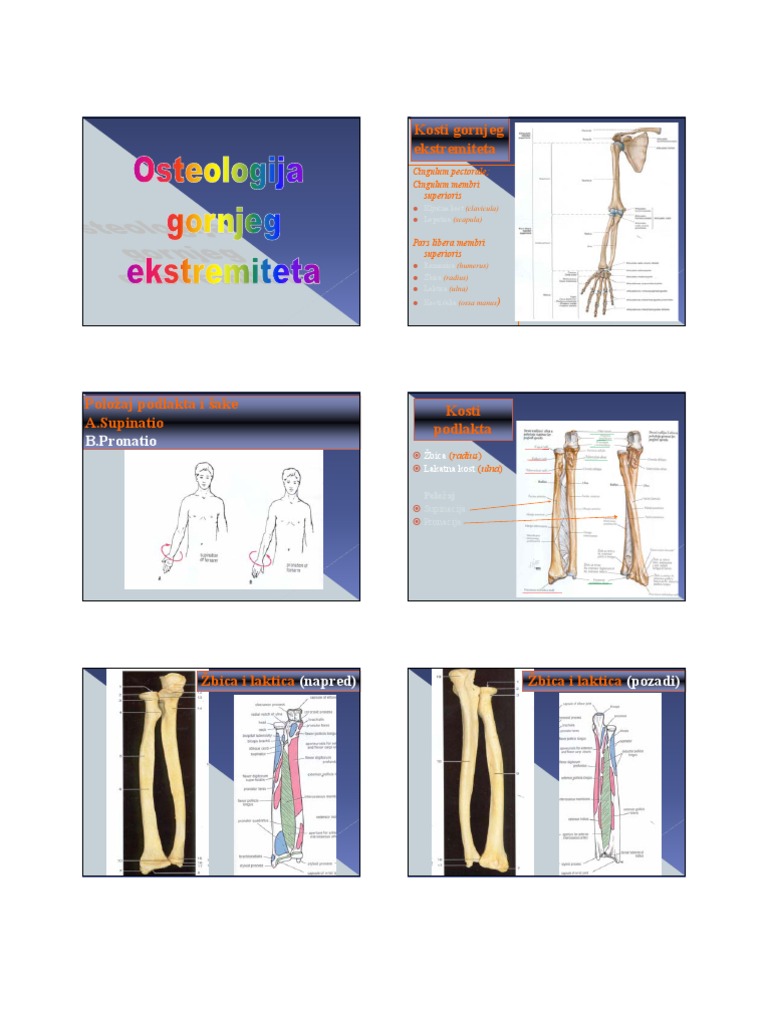 Anatomija Sake | PDF