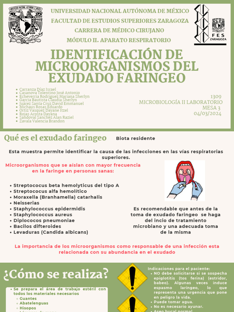 Identificación de Microorganismos en Exudado | PDF