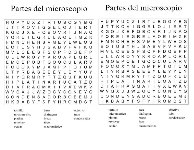 Sopa Microscop Partes | PDF
