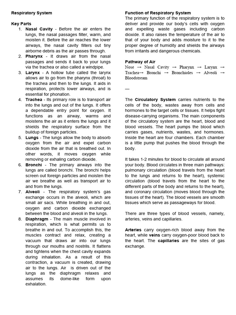 Respiratory and Circulatory System | PDF | Respiratory Tract | Heart