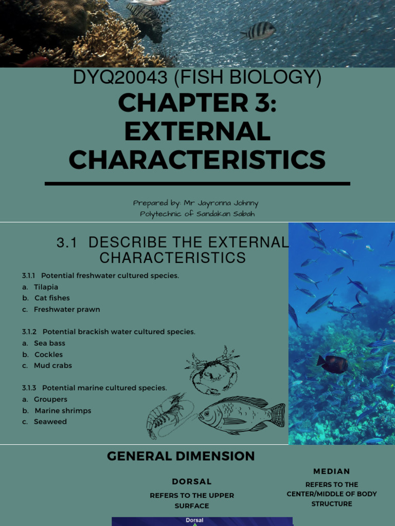 Fish External Characteristics Overview | PDF | Social Science | Foreign ...