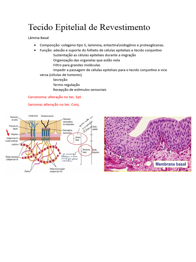 Tecido Epitelial De Revestimento Resumo Pdf Epitélio Biologia Celular