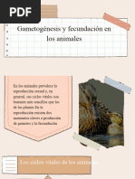 Desarrollo Animal: Etapas Clave | PDF | Zoología | Ciencias de la vida