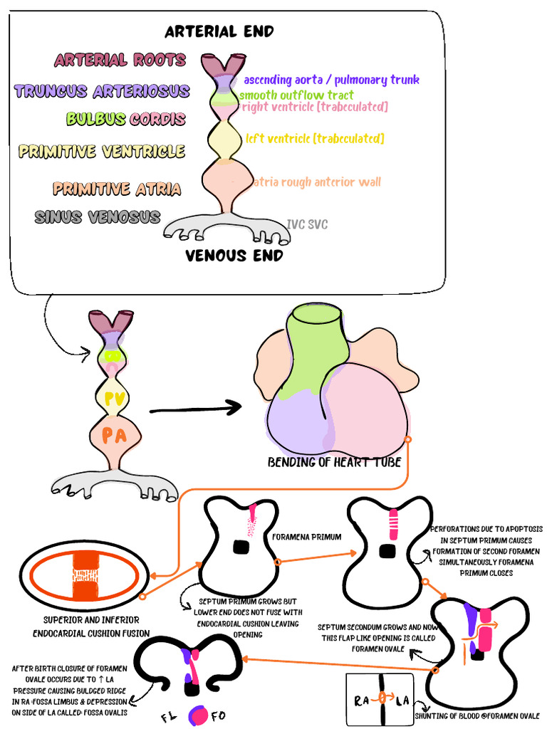Arterial Roots | PDF | Vein | Atrium (Heart)
