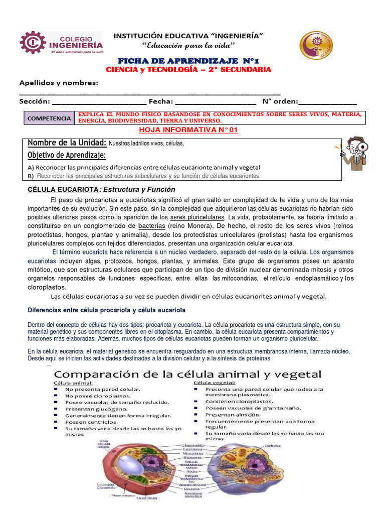 Estructura y Función de Células Eucariotas | PDF | Eucariotas ...