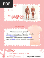 Mink Dissection Practical | PDF | Anatomical Terms Of Location ...