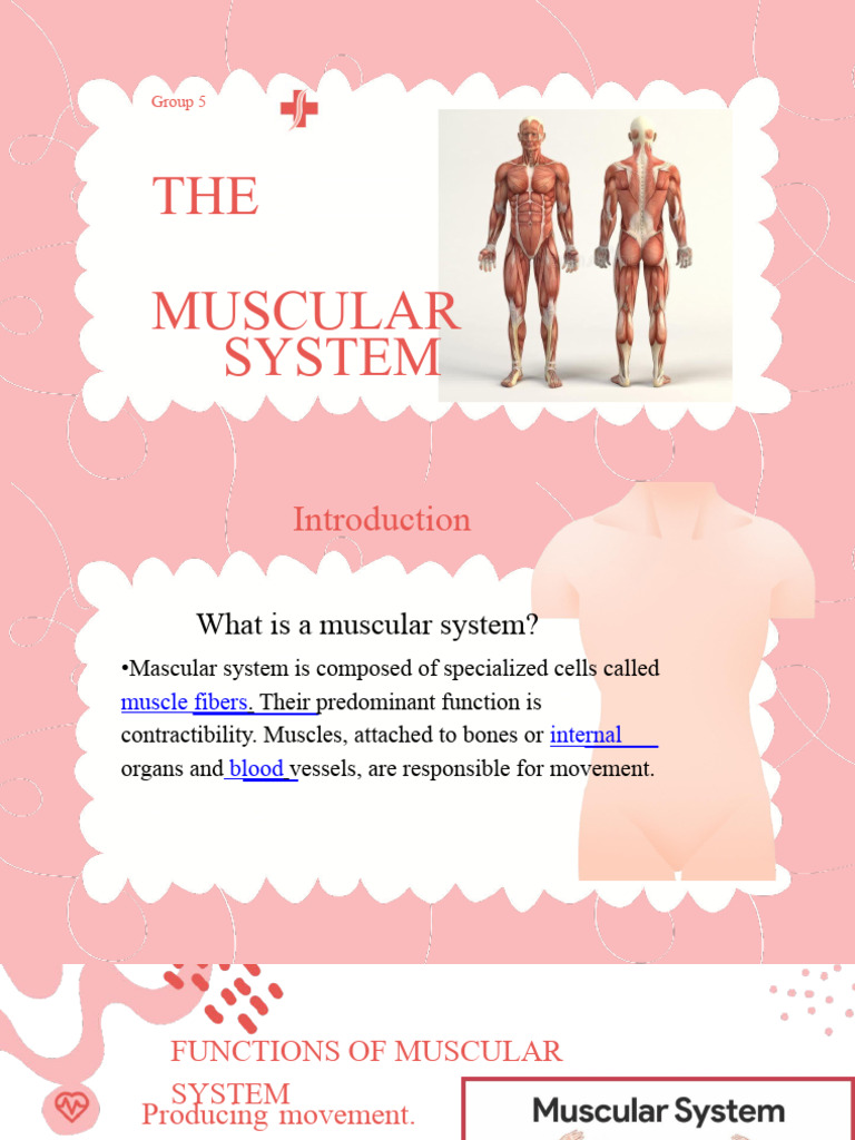 Pink Illustrative The Human Body Presentation | PDF | Anatomical Terms ...