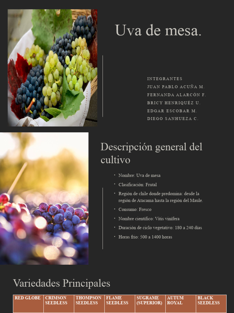 Uva de Mesa-1 Tipos de Uva de Mesa en Chile | PDF | Uva | Clima