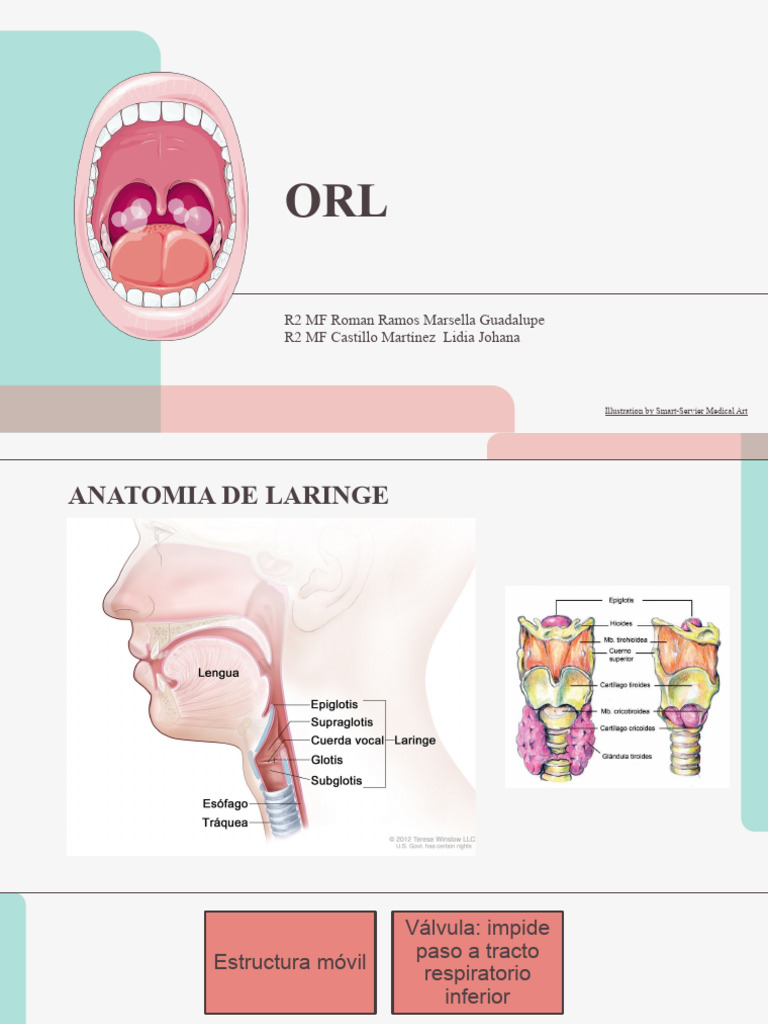 Anatomía y Tipos de Estridor Laringeo | PDF | Laringe | Enfermedades y ...