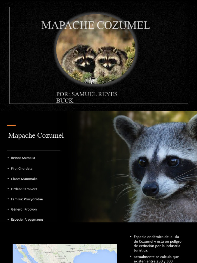 Mapache Endémico de Cozumel en Peligro | PDF | Hogar, jardinería y bricolaje | Salud y bienestar