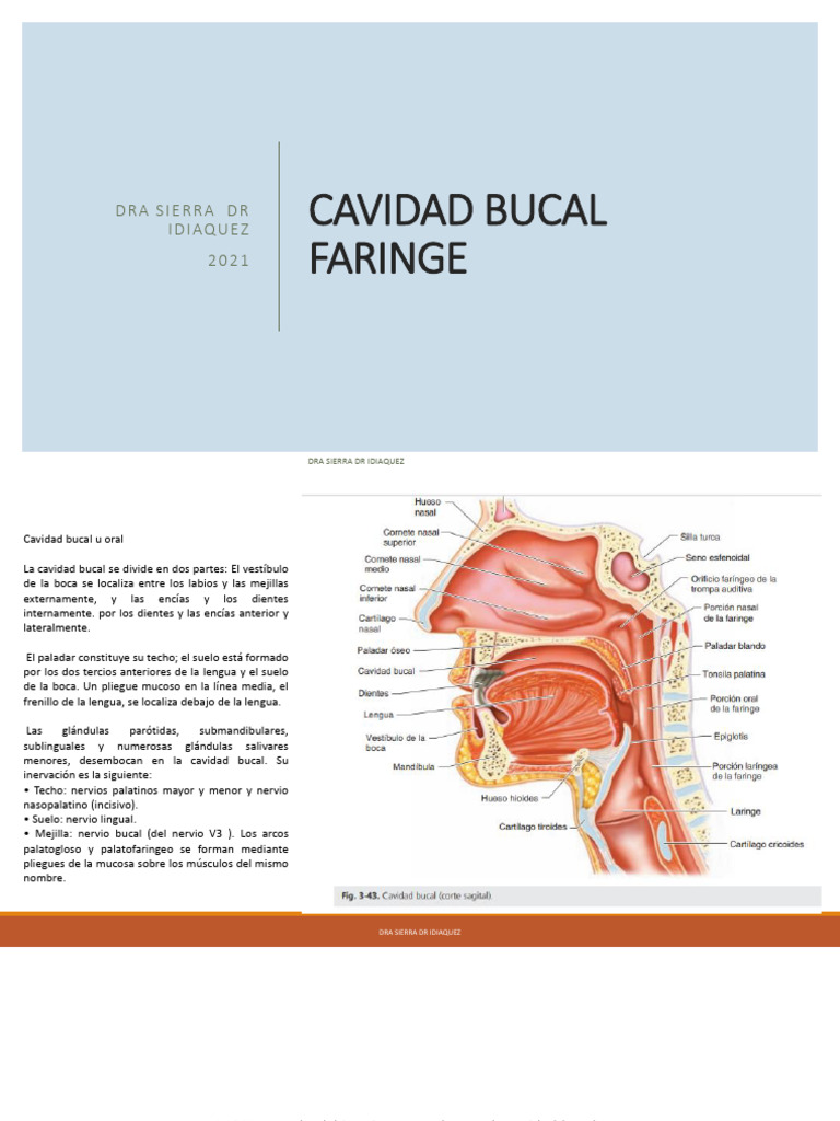 Anatomía de la Cavidad Bucal y Faringe | PDF | Lengua | Anatomía humana