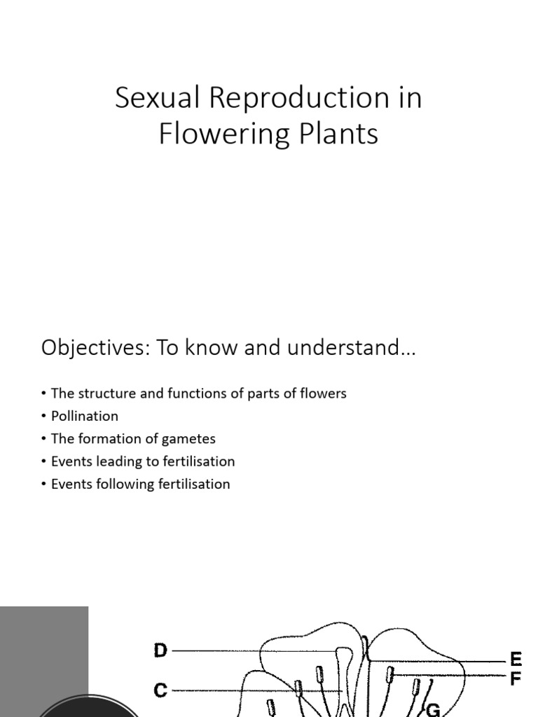 Sexual Reproduction in Flowering Plants | PDF | Flowers | Seed