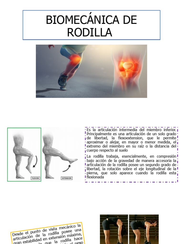 Biomecánica de Rodilla | PDF | Rodilla | Anatomía del miembro inferior