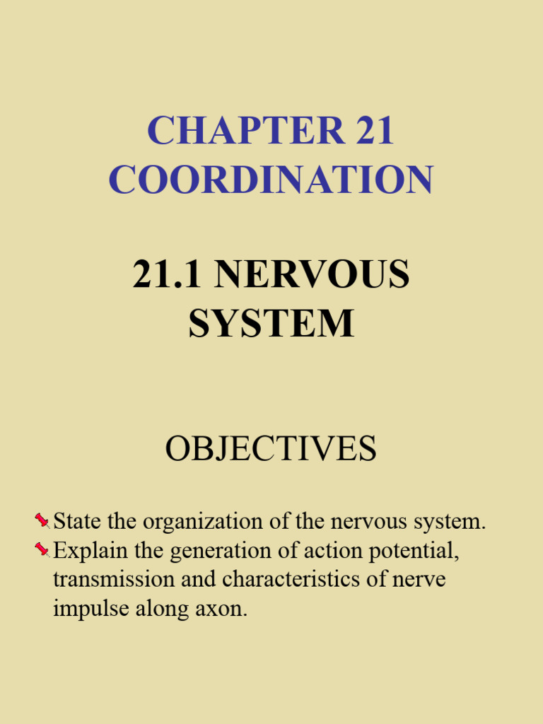 21.1 Nervous System | PDF | Nervous System | Central Nervous System