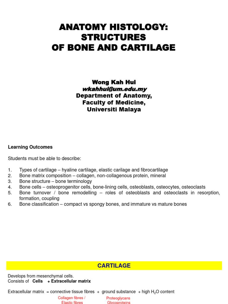 2024 - Anatomy Histology - Bone and Cartilage | PDF | Bone | Osteoblast