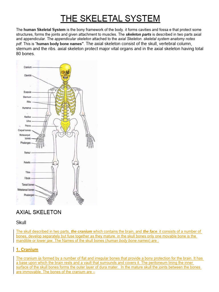 THE SKELETAL SYSTEM | PDF | Vertebral Column | Skull